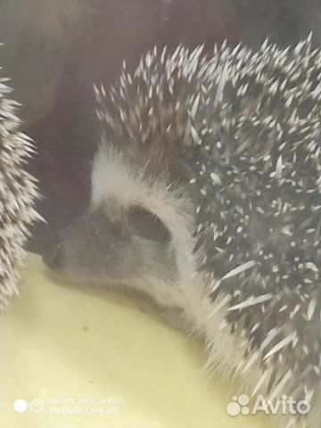 Африканский карликовый ручной ёж
