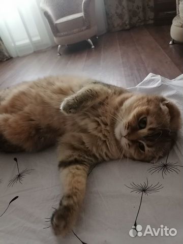 Шотландская