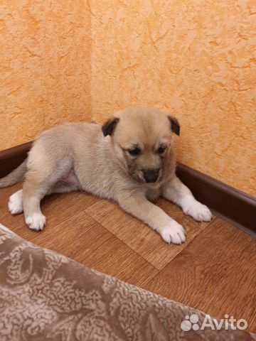 Щенки хаски метисы