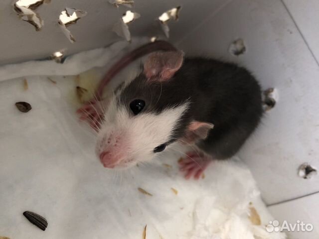 Крыска Дамбо