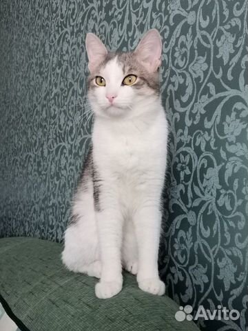 Кот