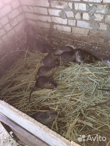 Нутрии серебро / стандарт девочки