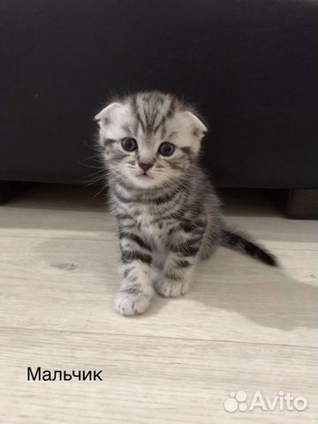 Шотландские котята