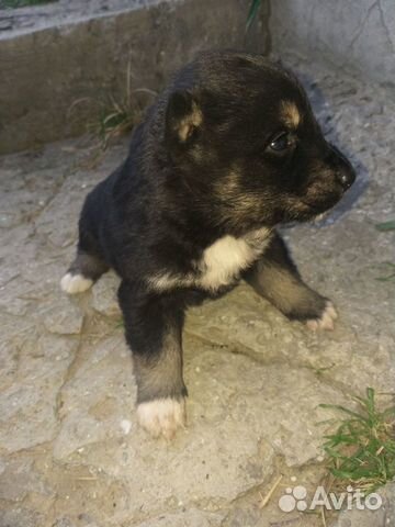 Щенки лайка - хаска