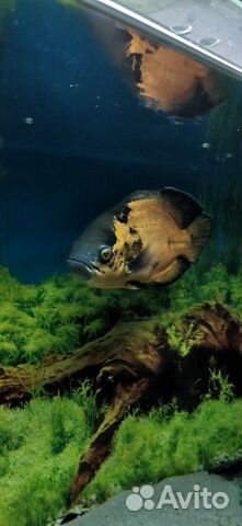 Астронотус