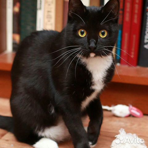 Кошка в добрые руки