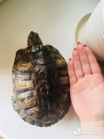 Продам красноухую взрослую черепаху