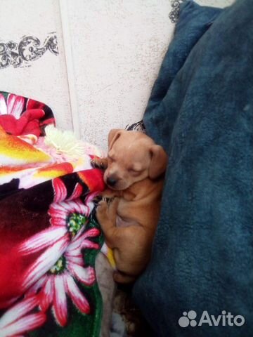 Карликовый пинчер