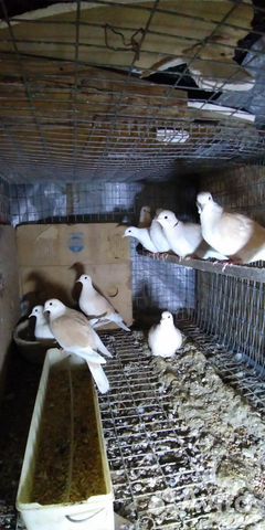 Пара голубей, смеющиеся горлицы