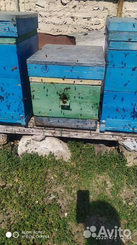 Пчелосемья