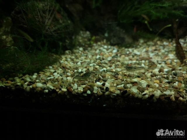 Болотный карликовый рак