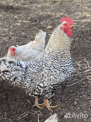 Продаю 10 кур и петуха