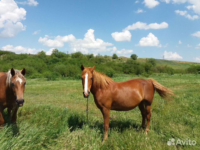 Кабылы с жеребчиком покрытые