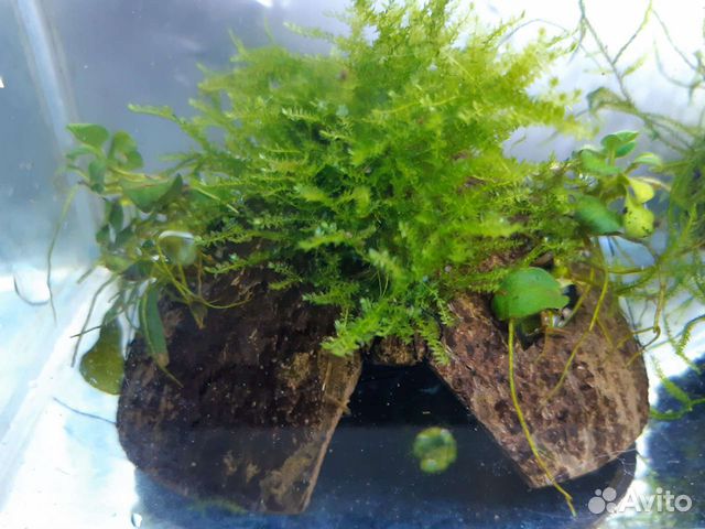 Мох на коряжке