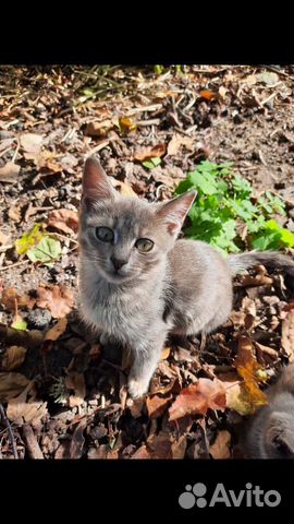 Котёнок