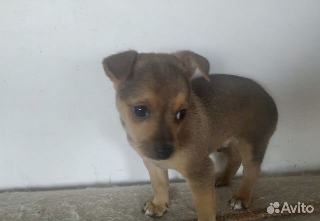 Помесь тойтерьер