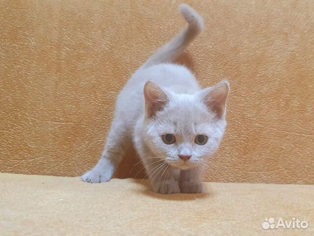 Продаются британские котята