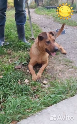 Собака по имени Рыжая желает найти дом)