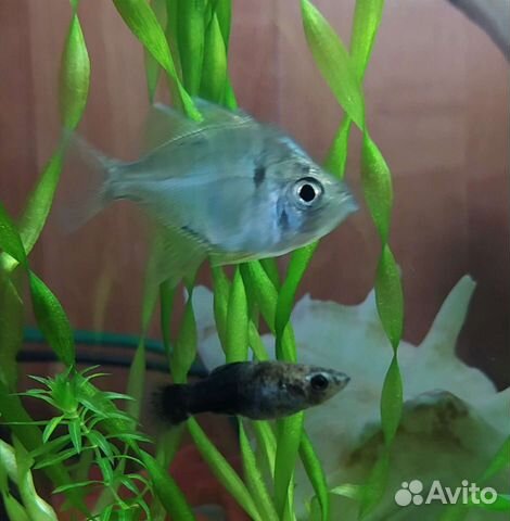 Моллинезия и прозрачный окунь