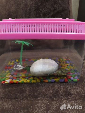 Черепашки бесплатно