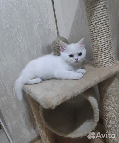 Шотландская бельчача