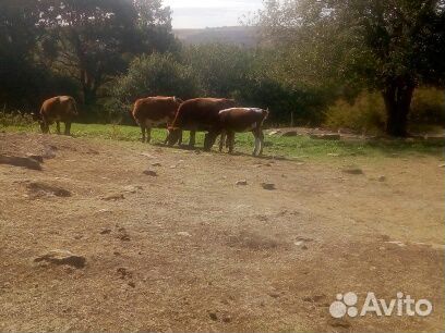4 бычка и 6 телок