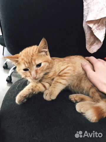 Котёнок в добрые руки