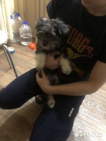 Отдам в добрые руки