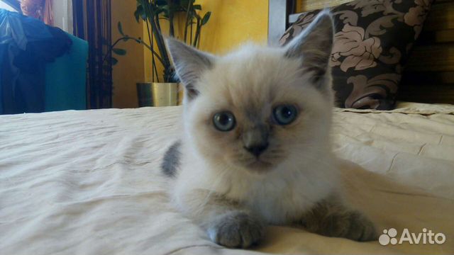Шотландская кошечка