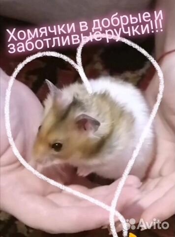 Сирийские хомячки в добрые ручки