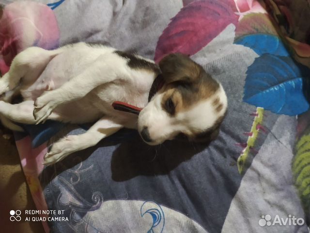 Обмен щенка бигля на щенка джек рассел