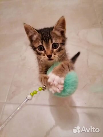 Котенок