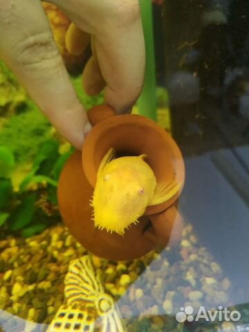 Сом анциструс самец xl альбинос