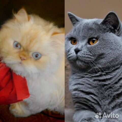 Британская кошка и Персидский кот