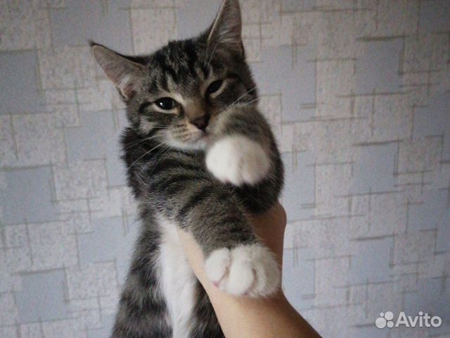 Отдам котят
