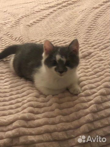 Котёнок воспитанный