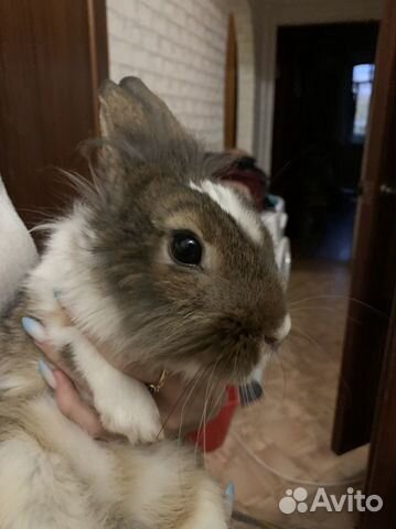 Декоративный кролик