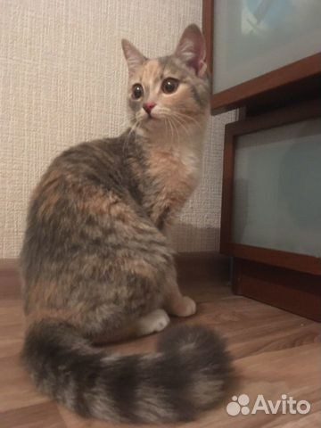 Ищу новых или старых хозяев