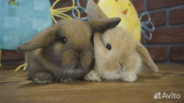 Кролики Бараны