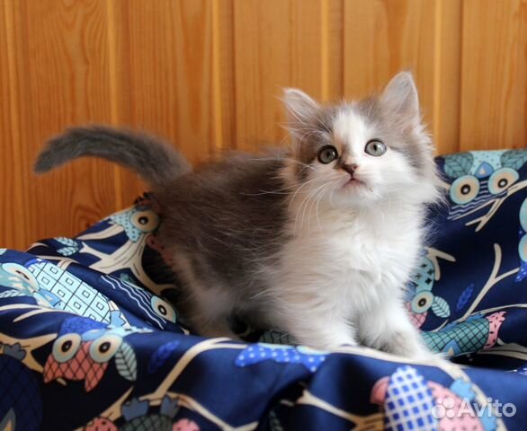 Малышка Люси ищет дом