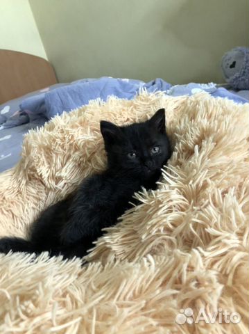 Отдам котёнка в добрые руки