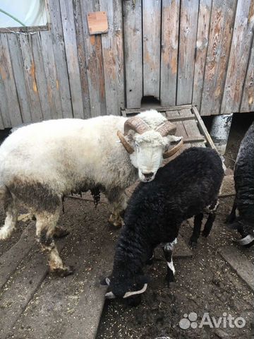 Овцы и баран