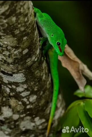 Фельзума грандис