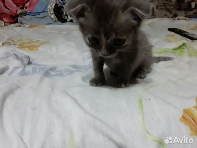 Котенок помесь вислоухий