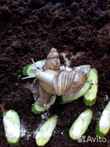 Отдаются улитки-ахатины в добрые руки