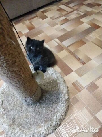Отдам чудо котят