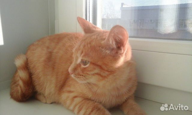 Котенок мальчик 3 месяца