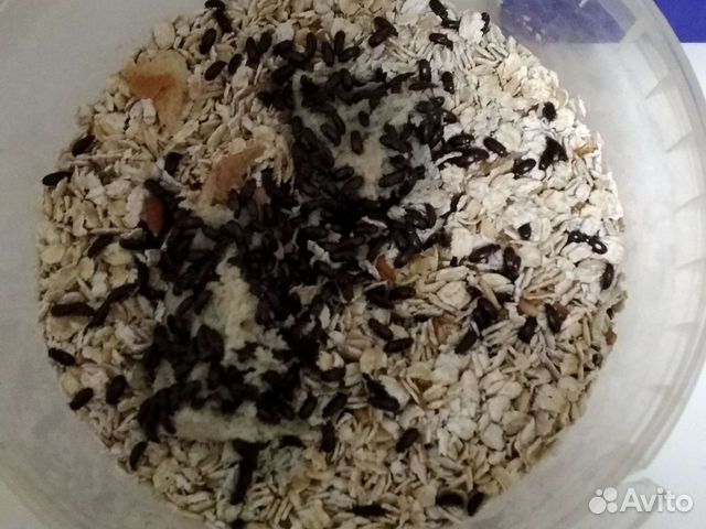 Жуки знахари с личинками