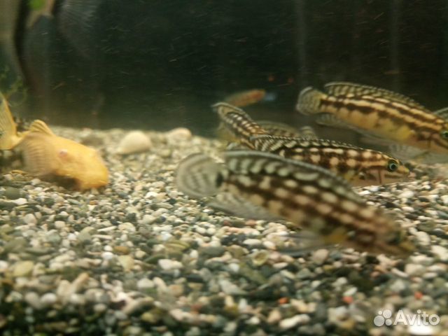 Юлидохромис Регани