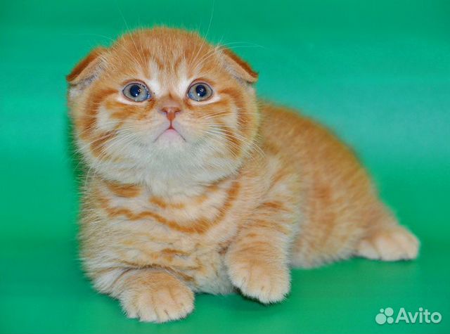 Шикардос Красный Шотландский кот и другие
